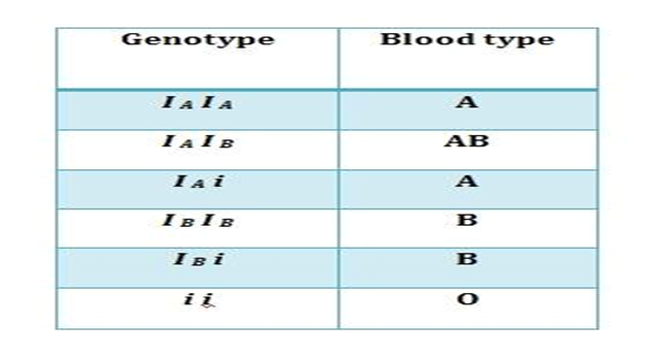 Inheritance of Blood Groups - Edusaint
